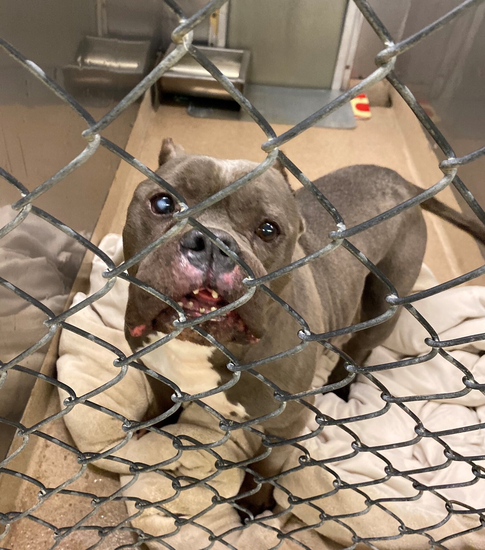 Senior Dog Has Been At Shelter For A Year - The Dodo