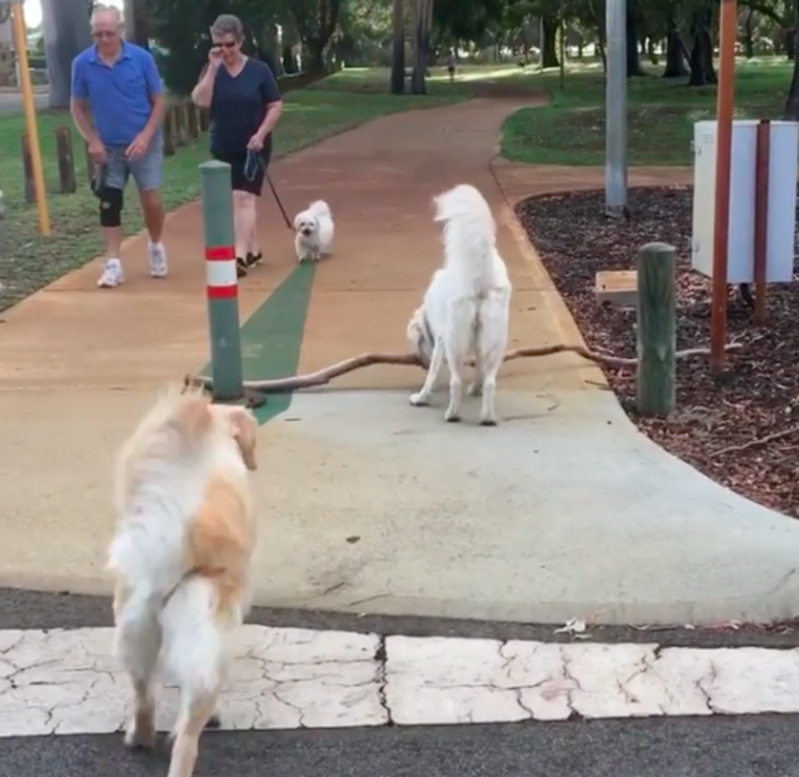 Dogs Work Together To Carry Biggest Stick They've Ever Seen - The Dodo