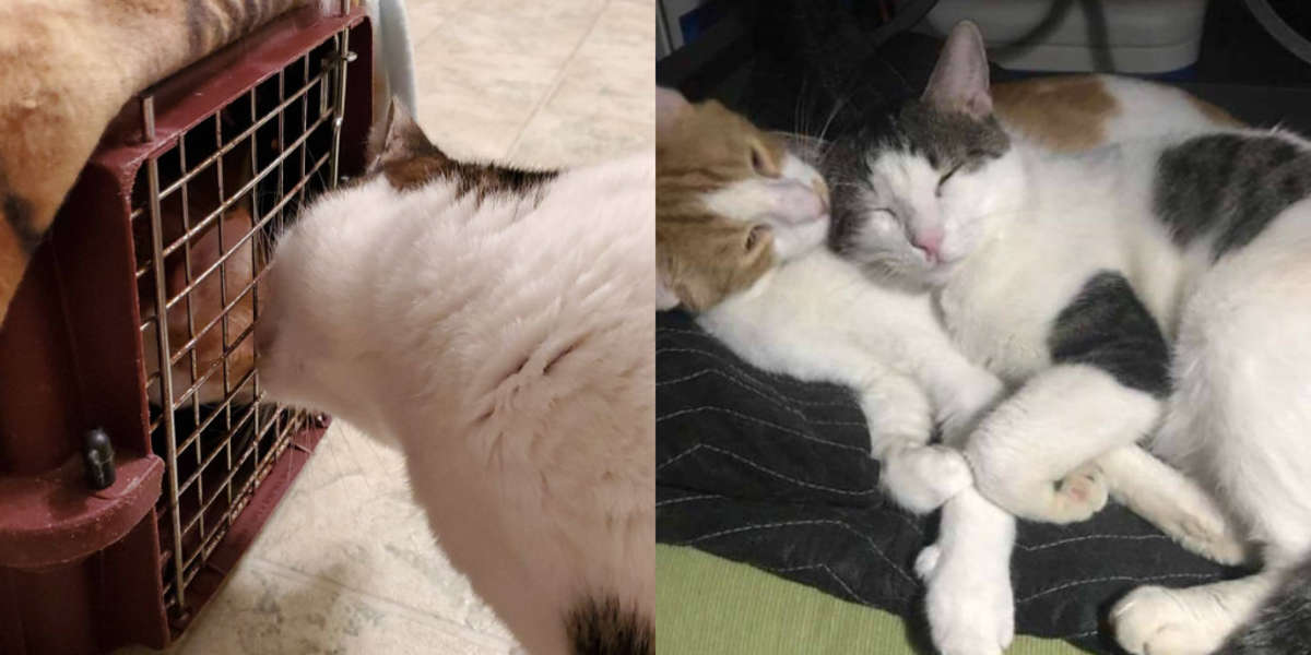 Cats Reunited After 7 Months Apart - The Dodo