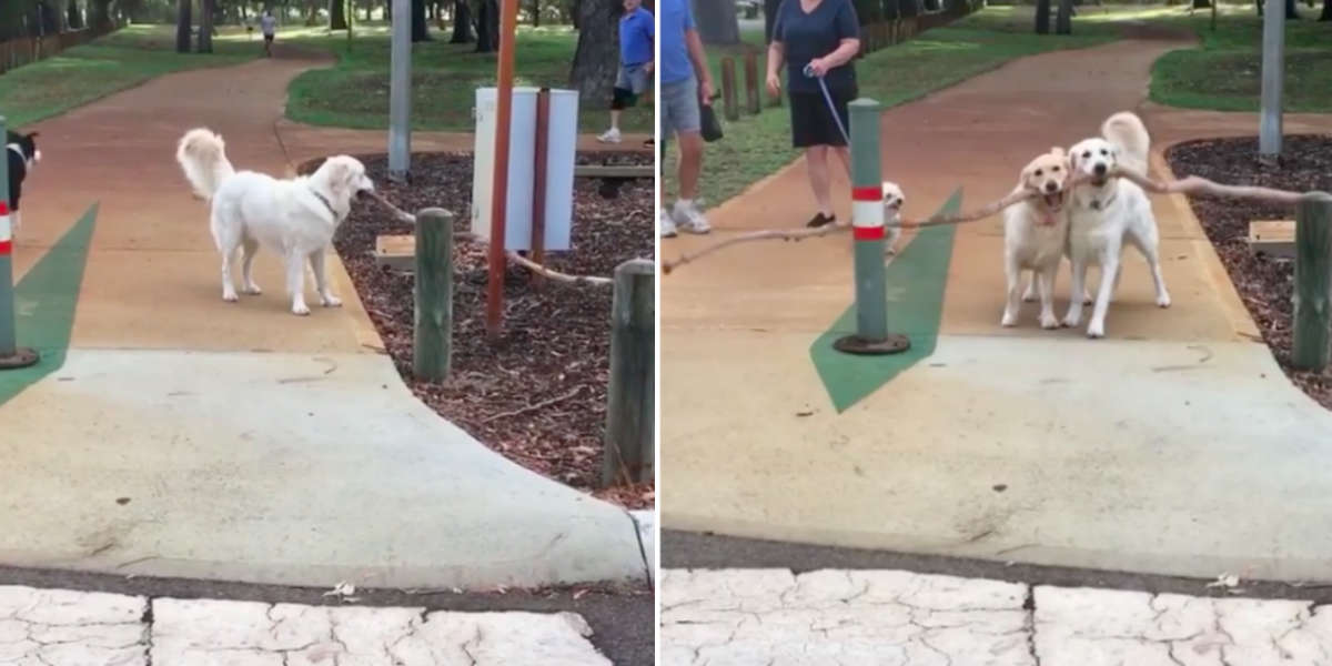 Dogs Work Together To Carry Biggest Stick They've Ever Seen - The Dodo