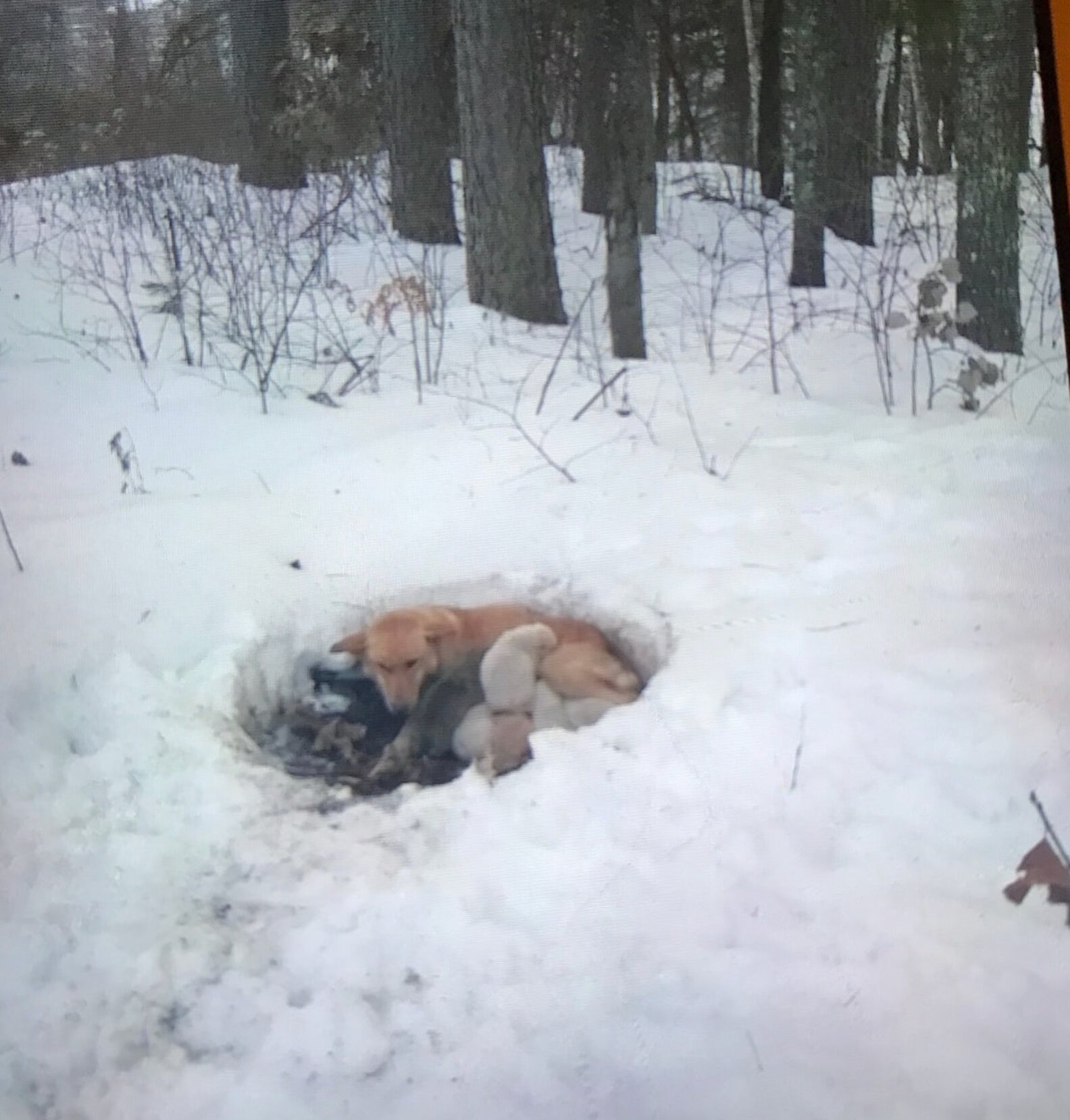 Mother Dog And Her 6 Puppies Rescued From Snowbank - The Dodo