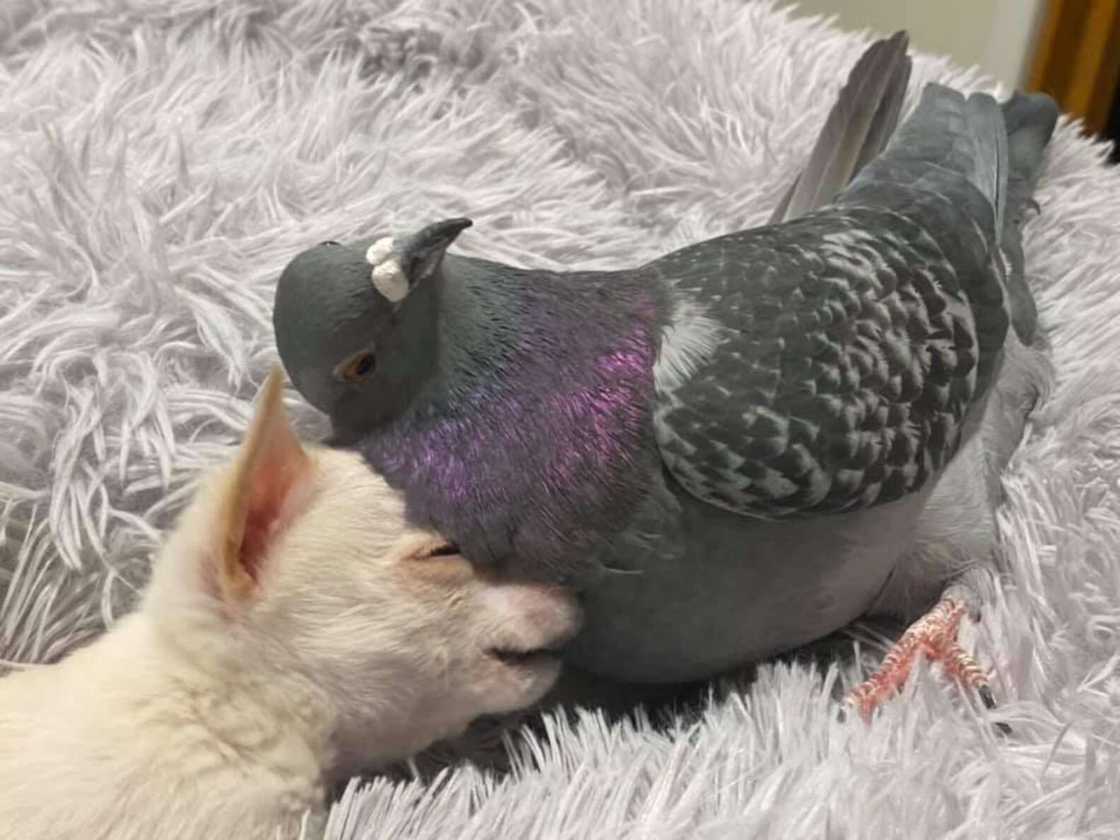 Pigeon Forms Adorable Bond With Puppy Who Needed A Friend - The Dodo