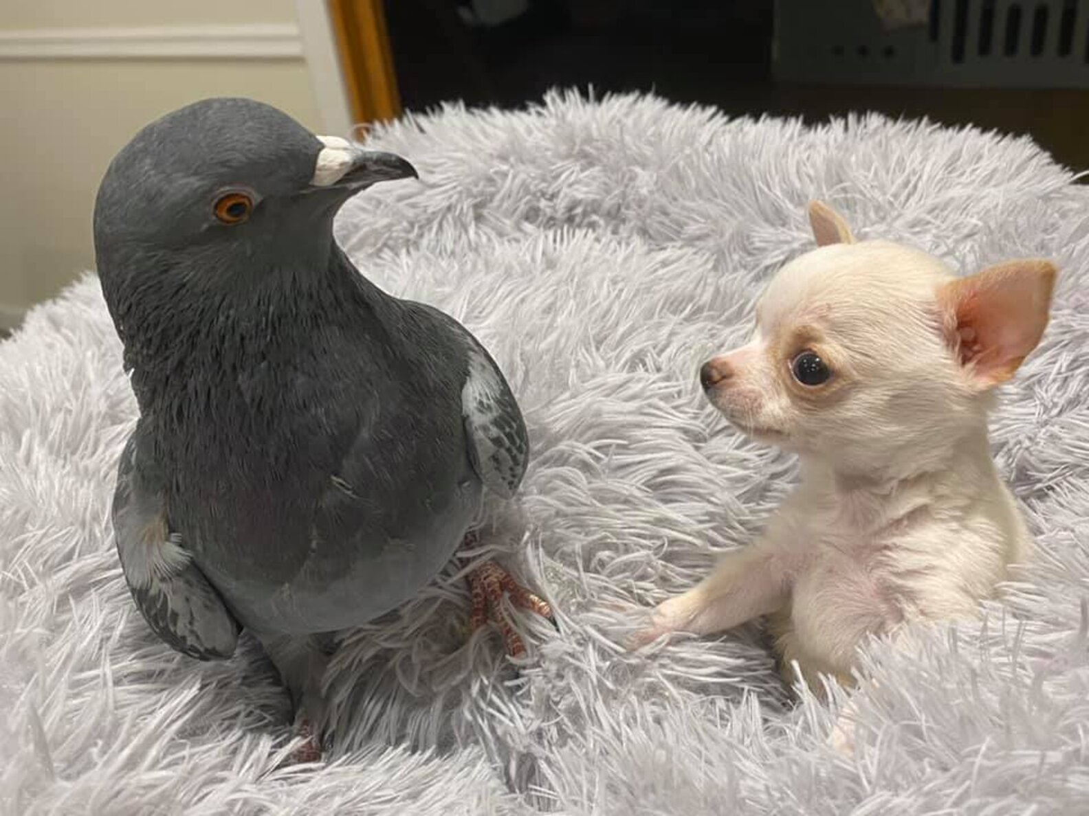 Pigeon Forms Adorable Bond With Puppy Who Needed A Friend - The Dodo