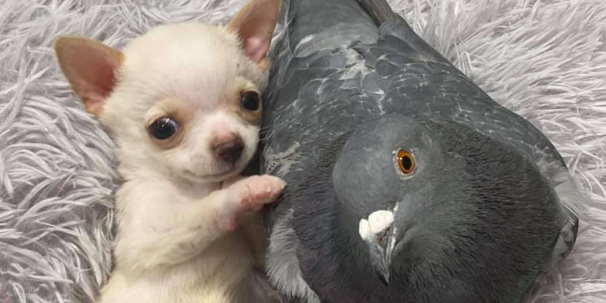 Pigeon Forms Adorable Bond With Puppy Who Needed A Friend - The Dodo