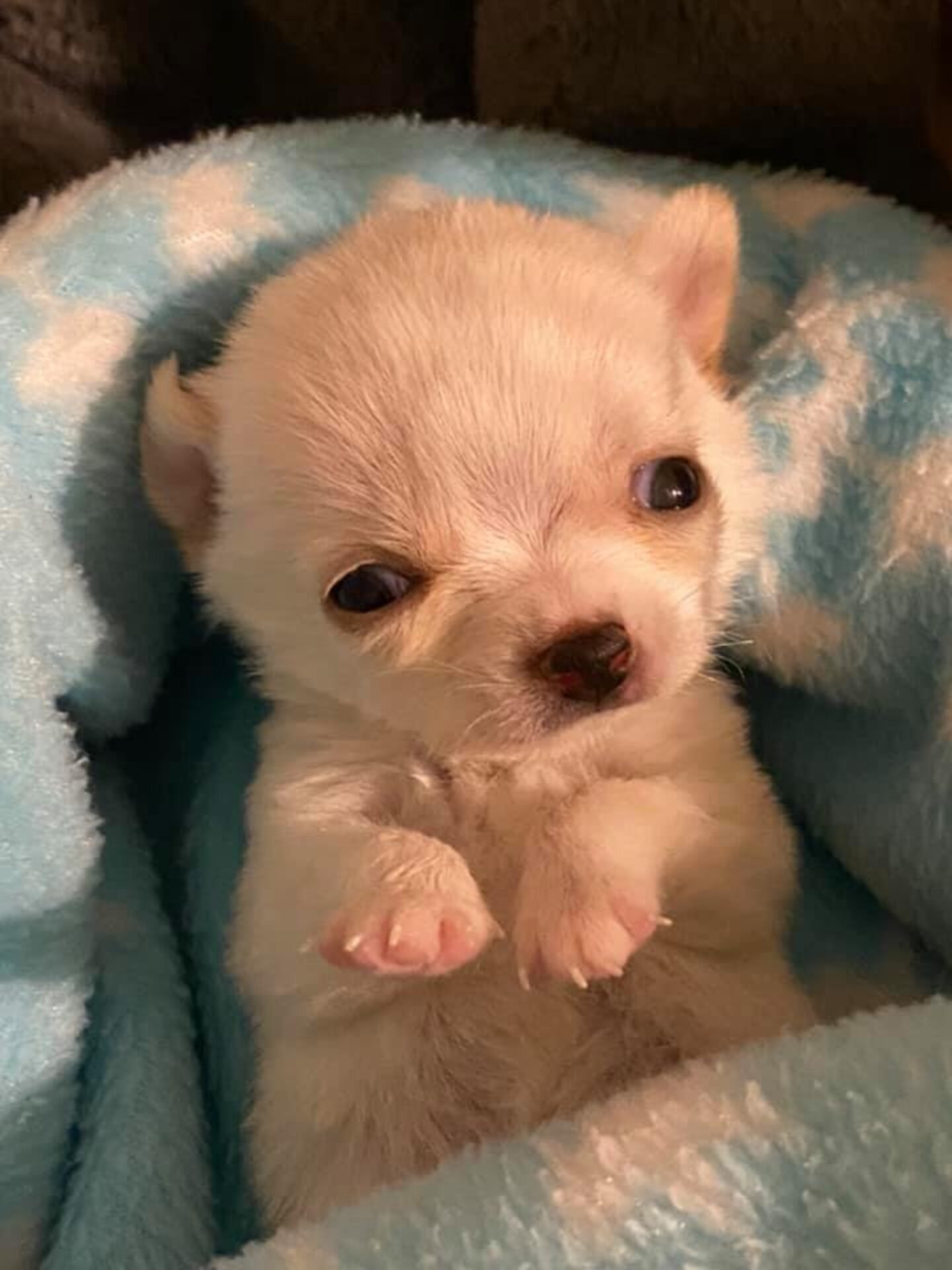 Pigeon Forms Adorable Bond With Puppy Who Needed A Friend - The Dodo