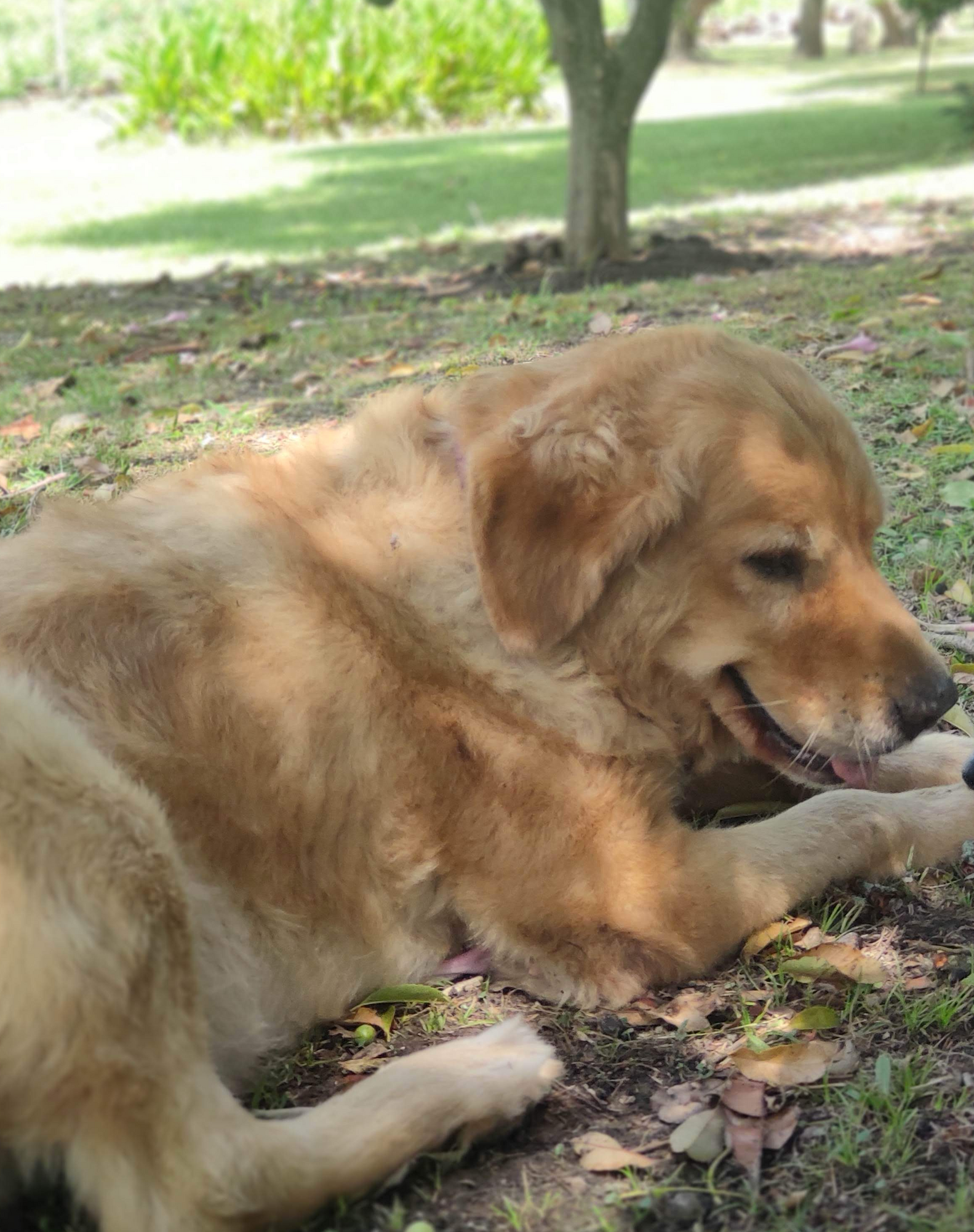Guy Doing Chores Carefully Sweeps Around His Very Lazy Dog - The Dodo