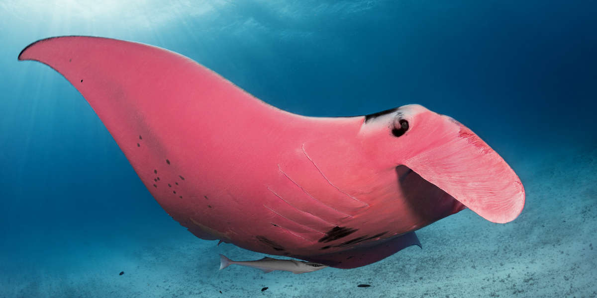 Rare Pink Manta Ray Caught On Camera Off The Australian Coast - The Dodo