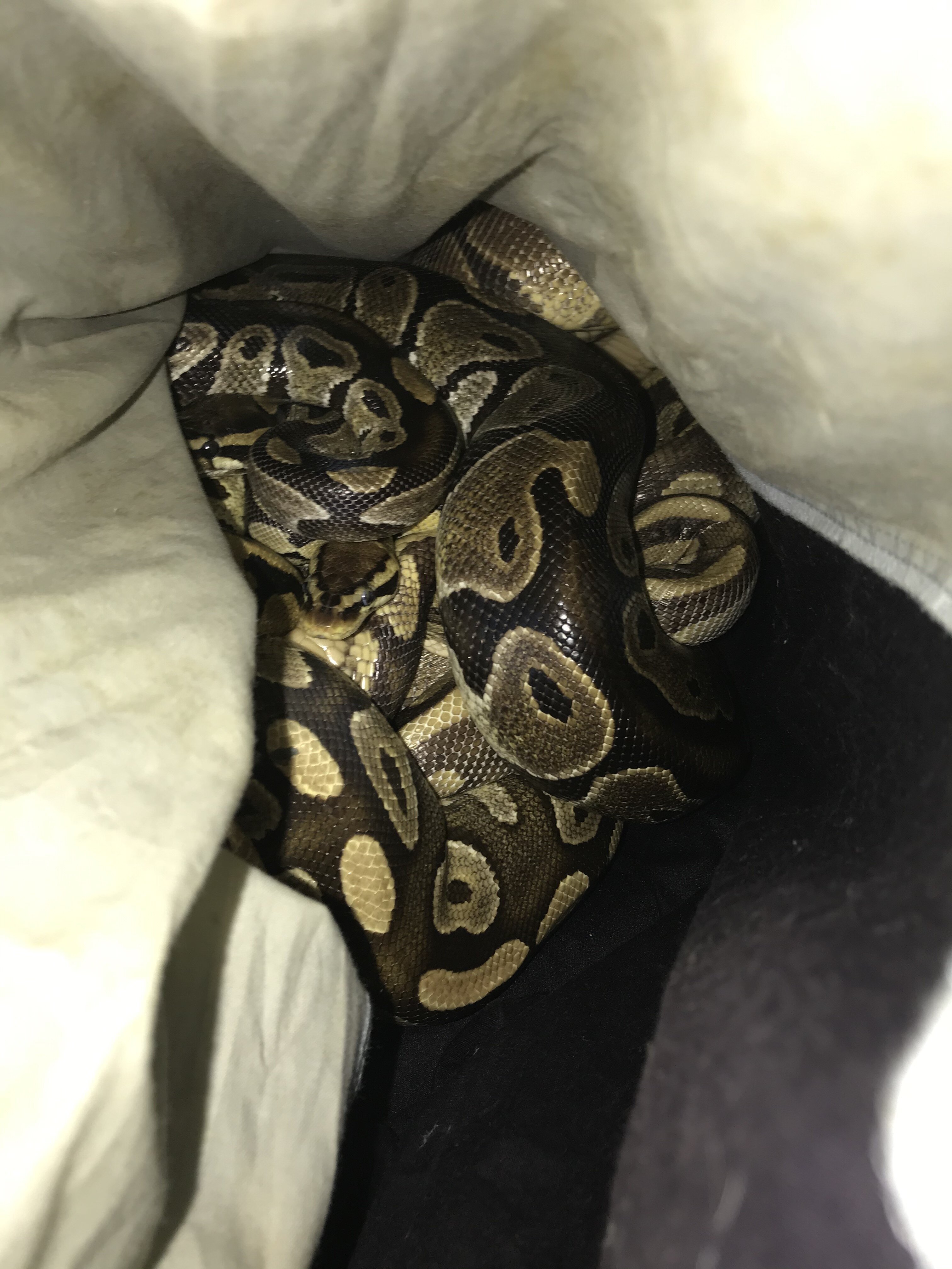29 Snakes Found Abandoned In Pillowcases - The Dodo