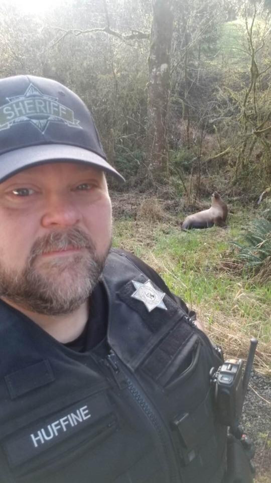 Lost Sea Lion Ends Up In Woods - The Dodo