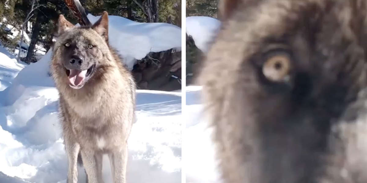 Pack Of Photogenic Wolves Finds A Camera In The Forest - The Dodo