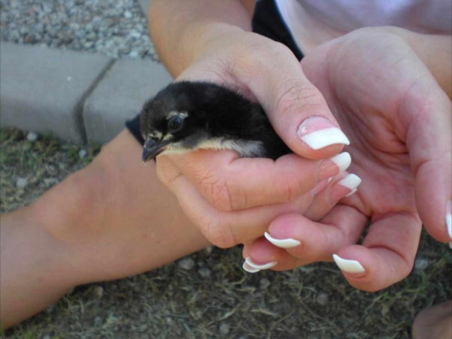 Pit Bull And Blind Chicken Are Best Friends - The Dodo
