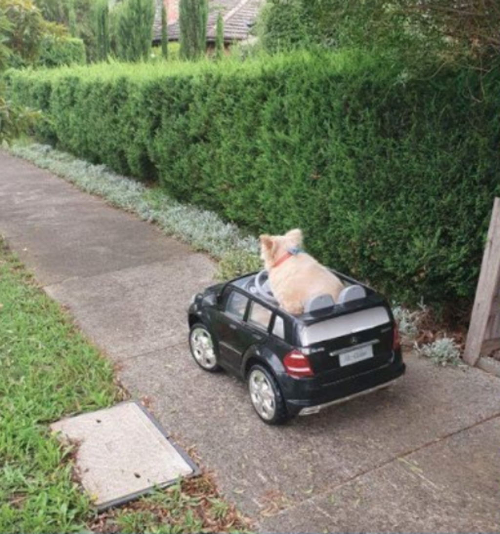 Dog Driving Around In A Tiny Car Has Run-In With Police - The Dodo