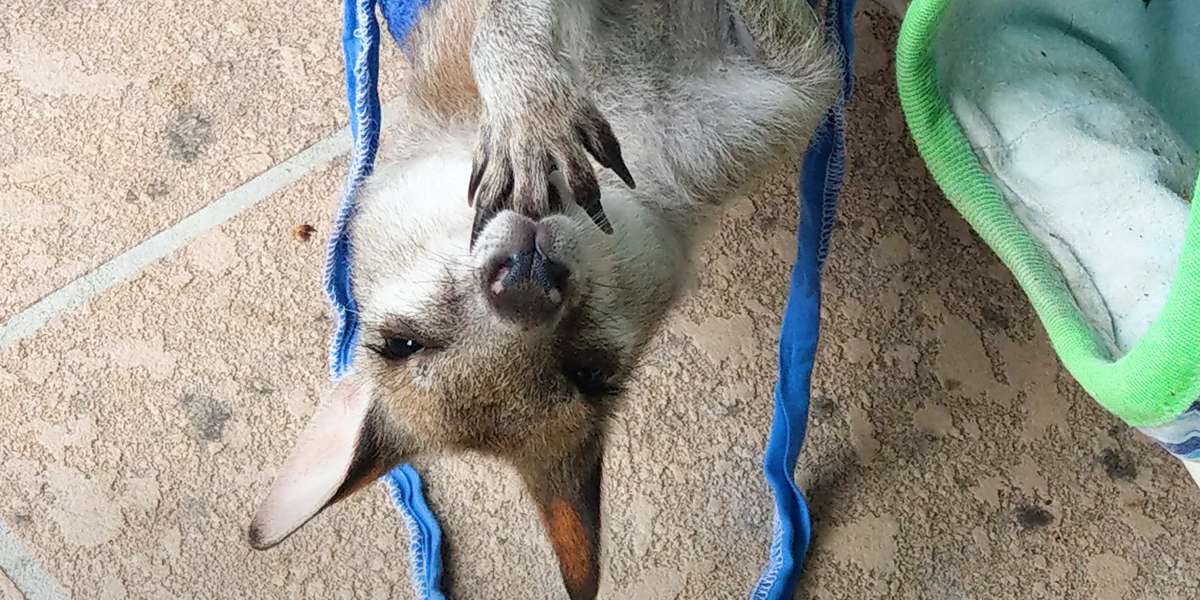 Tiny Pink Baby Wallabies Are Being Saved From The Australia Fires ...