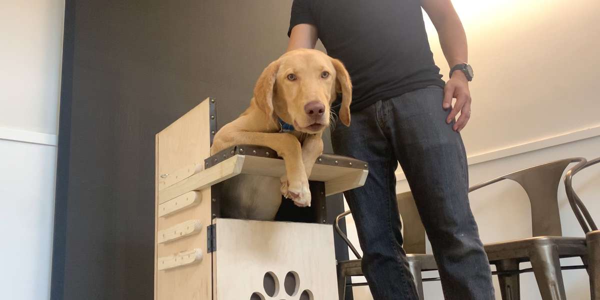 Puppy Who Eats In A High Chair Is Looking For His Forever Family ...