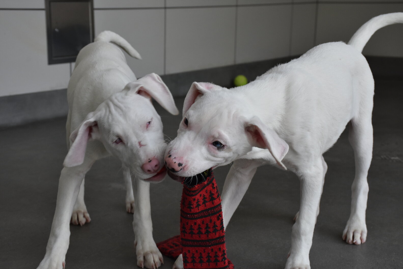 Blind Shelter Puppy And Her Seeing Eye Brother Need A Home Together ...