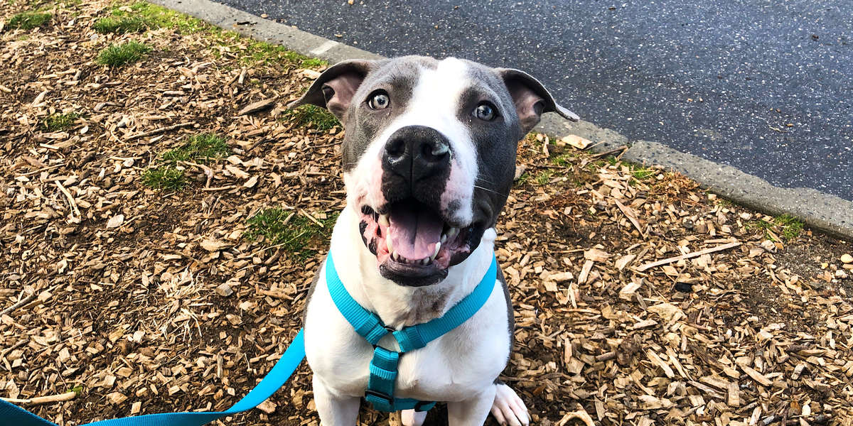 Pittie Puppy Found On The Street Is Ready For His Forever Family ...