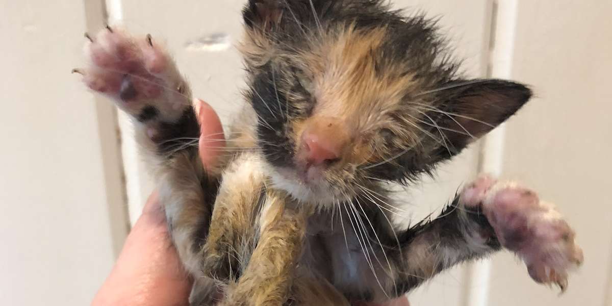 Half-Pound Emaciated Kittens Grow Up To Be The Feistiest Cats - Videos ... Half-Pound Emaciated Kittens Grow Up To Be The Feistiest Cats - Videos ...