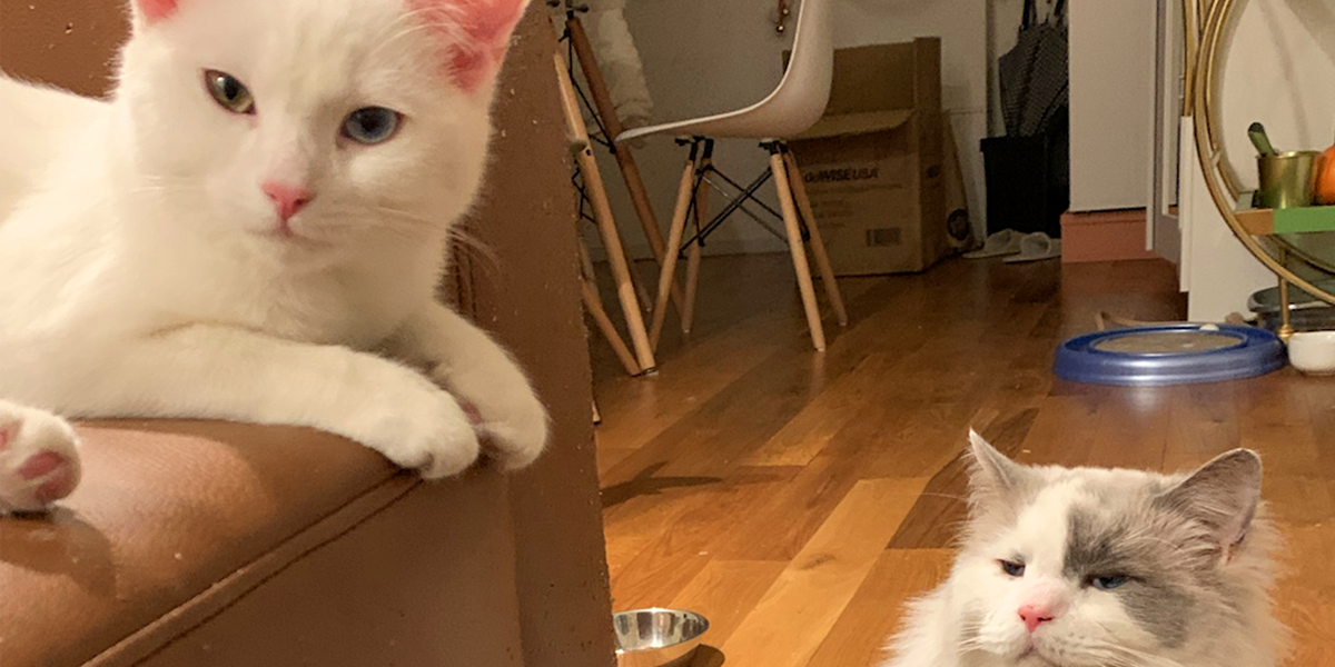 The Stages Of Getting A Second Cat - Videos - The Dodo