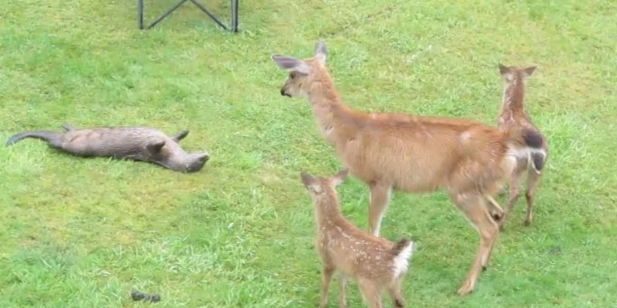 Otter Has Cutest Encounter With Deer Family - Videos - The Dodo