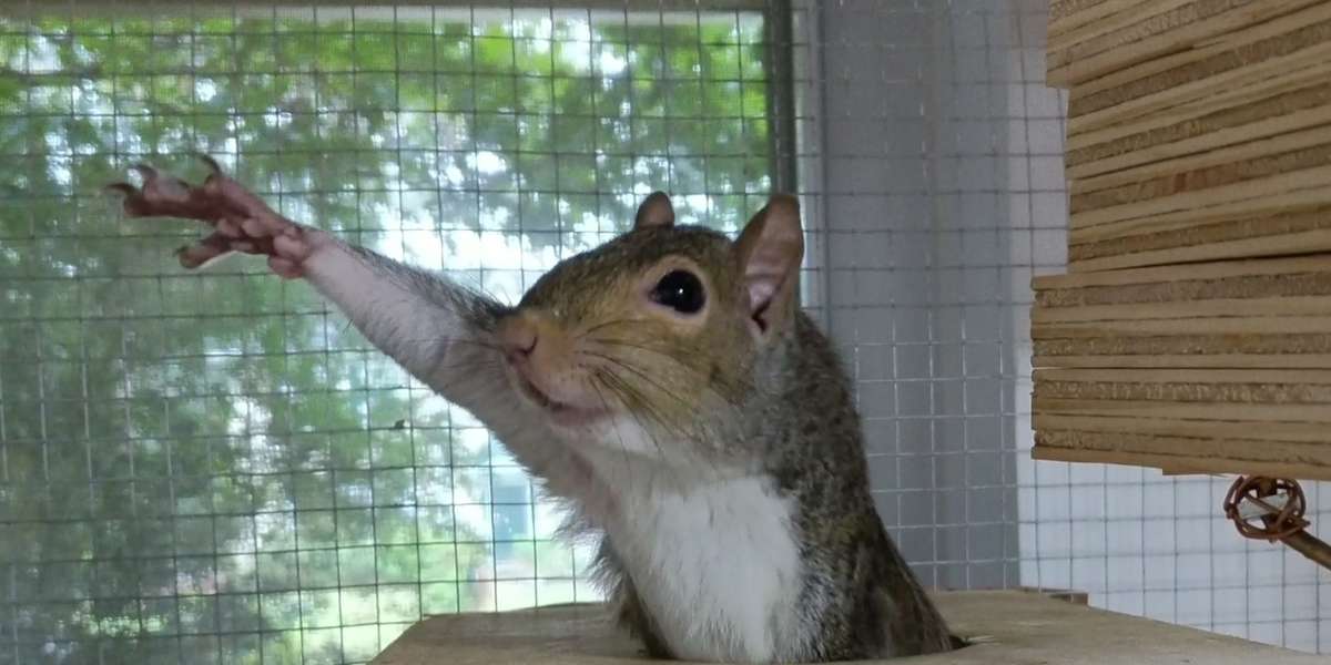One-Armed Squirrel Loves His Human Family - Videos - The Dodo