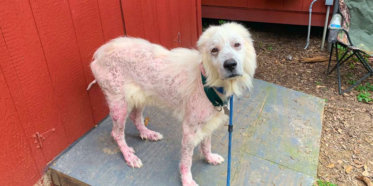 Hairless Great Pyrenees Turns Into A Fluffball - Videos - The Dodo