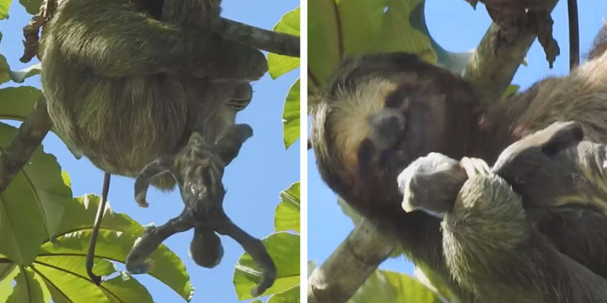 Rare Video Captures The Incredible Moment A Baby Sloth Is Born - The Dodo