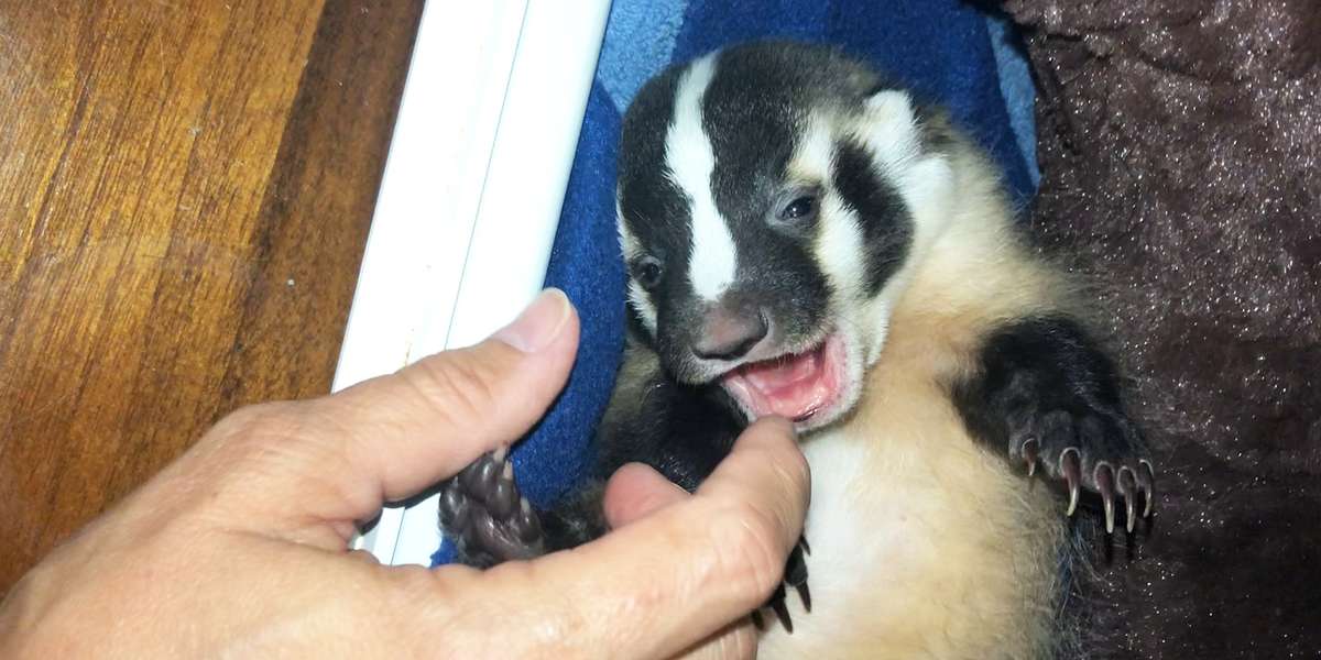 Baby Rescue Badger Grows Up Wrestling With Her Favorite Dog - Videos ...