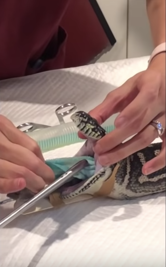 Snake Swallows Beach Towel - The Dodo