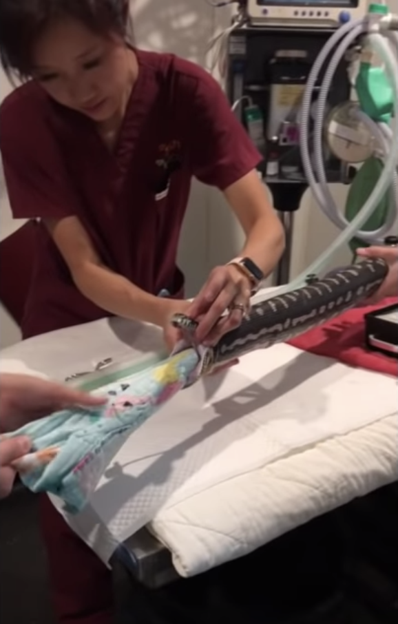 Snake Swallows Beach Towel - The Dodo