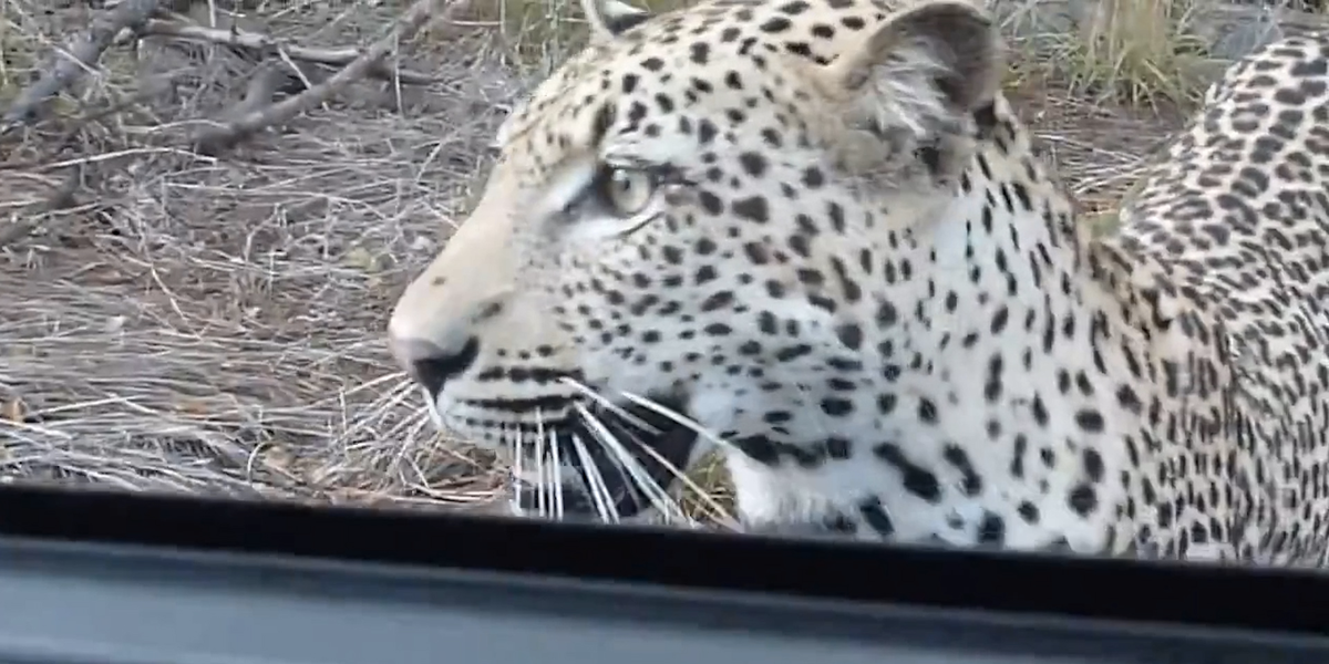 Woman Has The Most Magical Encounter With A Leopard - Videos - The Dodo