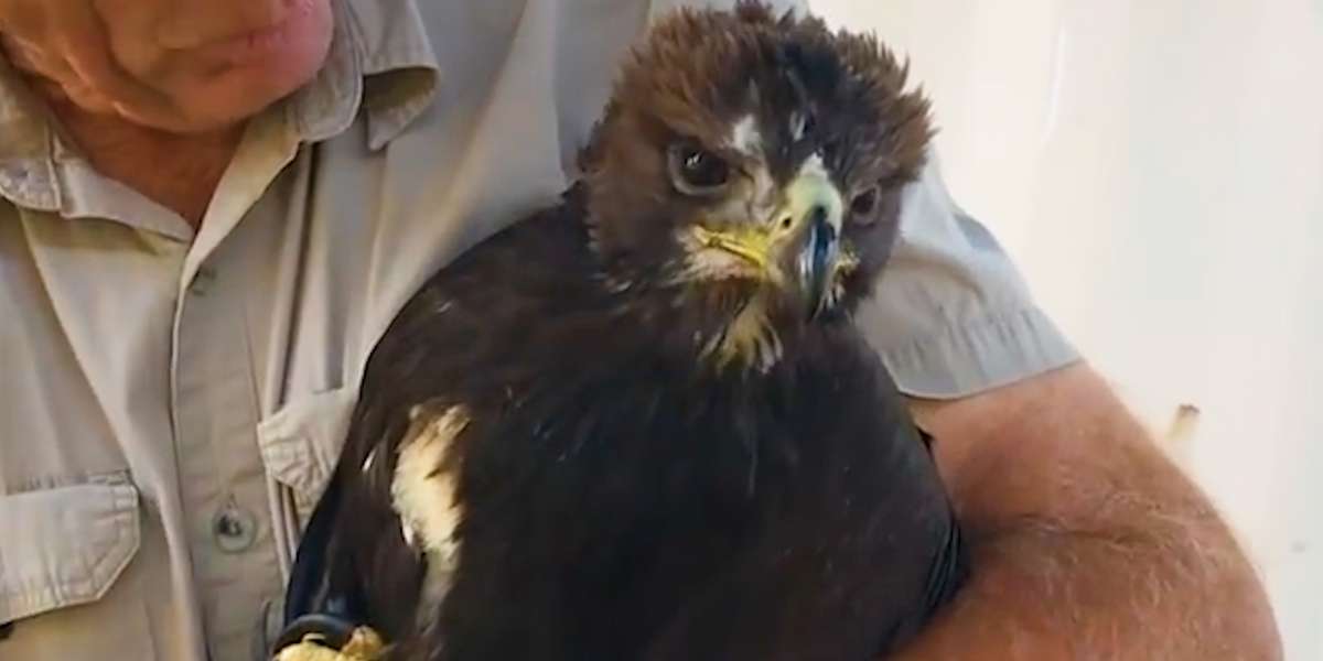Rescued Eagle Soars Back Into The Wild - Videos - The Dodo