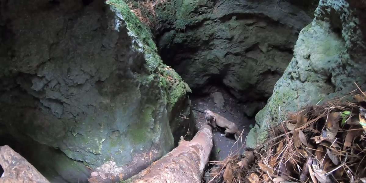 Guy Hears Howls Coming From 20-Foot-Deep Cave - Videos - The Dodo