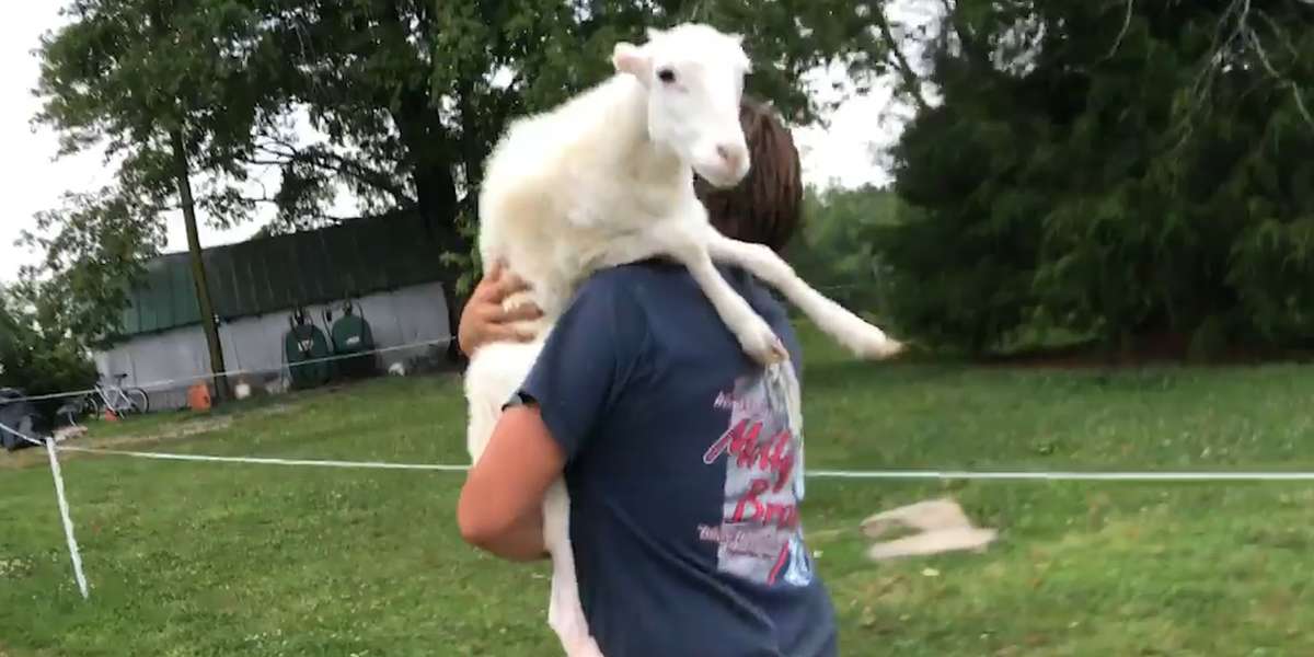 Couple Rearranges Their Life Around Their Rescued Lamb - Videos - The Dodo
