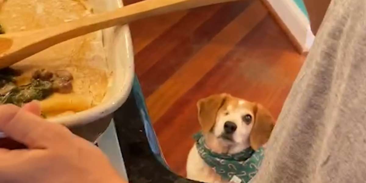 What It's Like To Cook With Your Dog - Videos - The Dodo