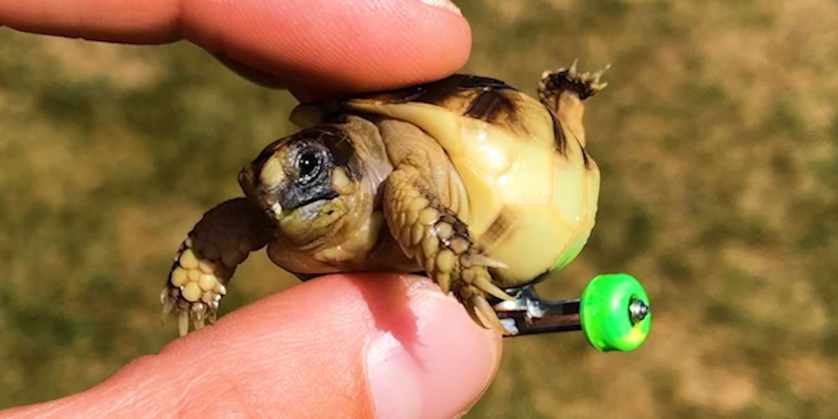 Guy Gets His Tiny, Deformed Tortoise Wheels To Help Him Walk - Videos ...