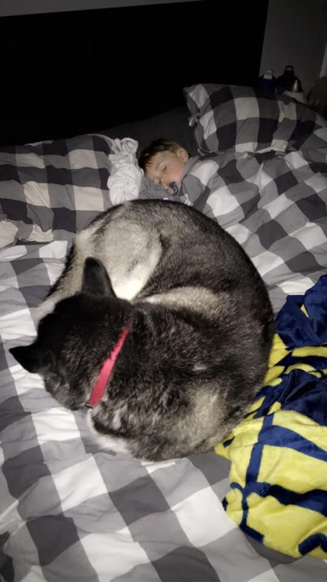 Little Boy Learns To Speak His Husky Friend's Language - The Dodo