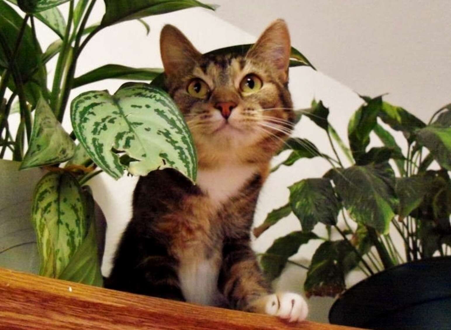 Cat Learns How To Say 'Uh-Oh' Like A Human - The Dodo