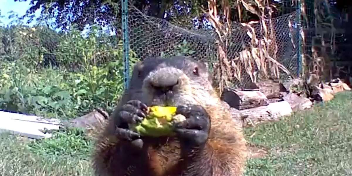 Guy Catches Adorable Groundhog Eating His Veggie Garden Videos The Dodo