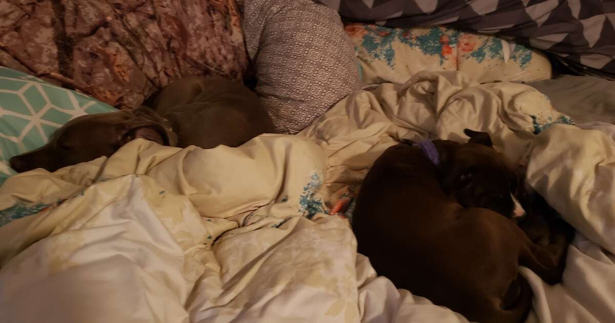 Kids Are So Excited To See Lost Dog - The Dodo