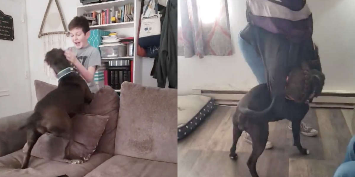 Kids Are So Excited To See Lost Dog - The Dodo