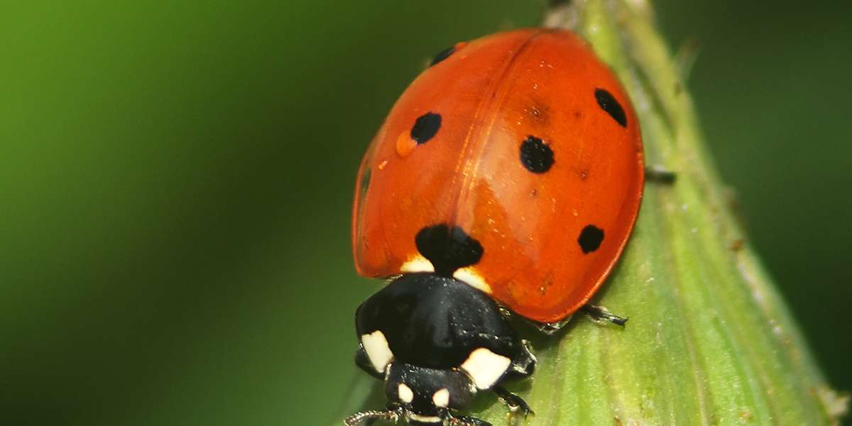The Stunning Life Cycle Of A Ladybug - Videos - The Dodo