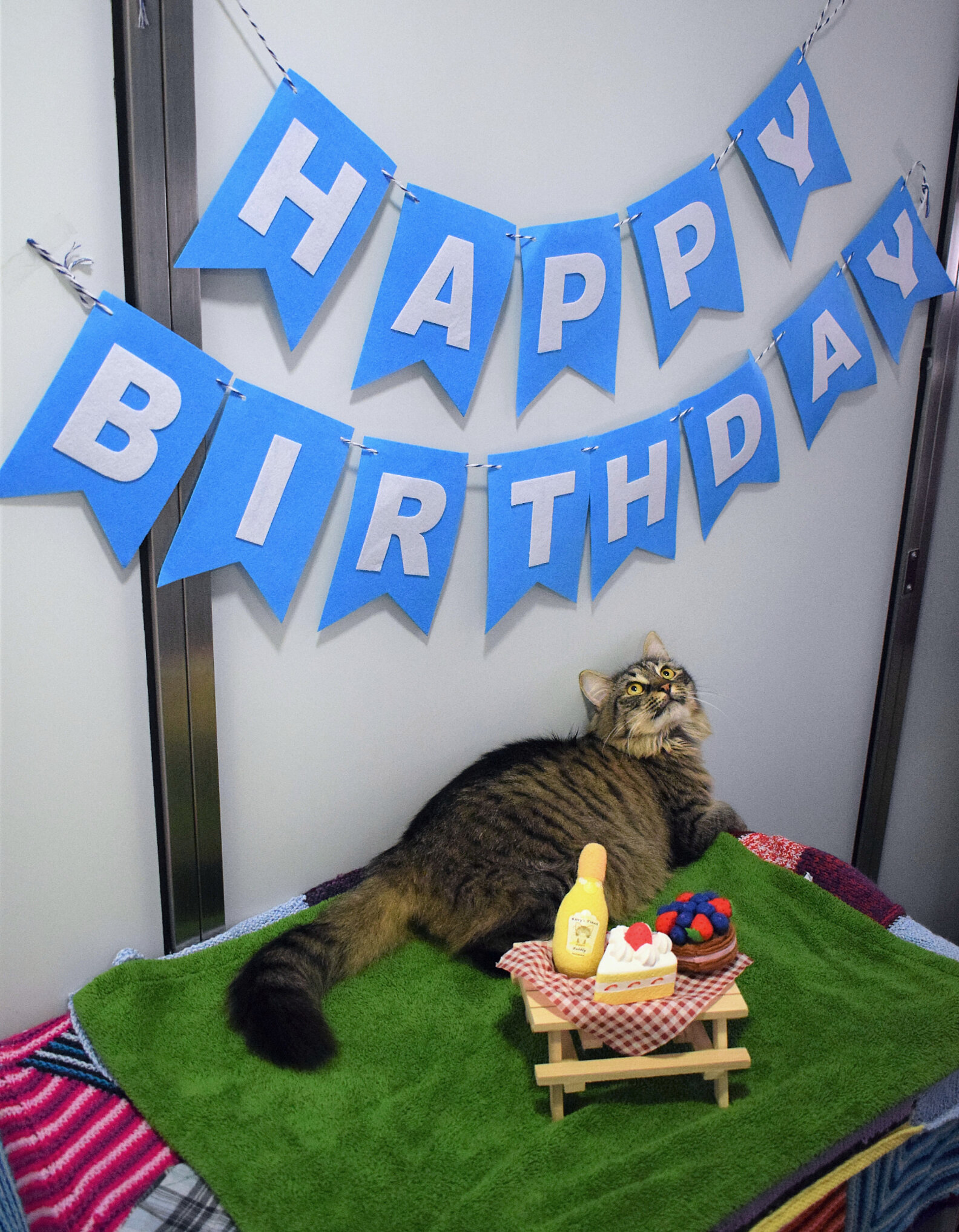 Shelter Cat Had A Birthday Party But No One Came - The Dodo