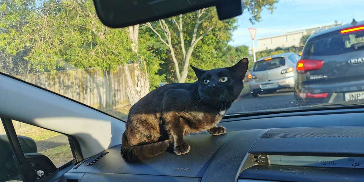 Cat Sneaks Into Car And Surprises Family - The Dodo