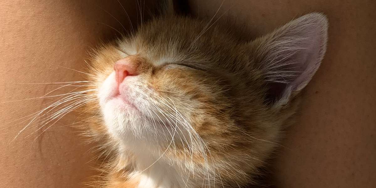 Fuzzy Rescue Kitten Is His Mom's Baby - Videos - The Dodo