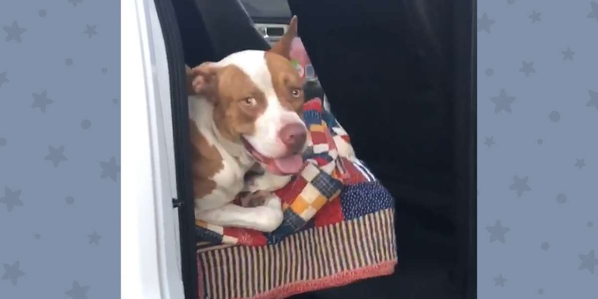 Couple Finds A Stray Pit Bull In Their Truck - Videos - The Dodo