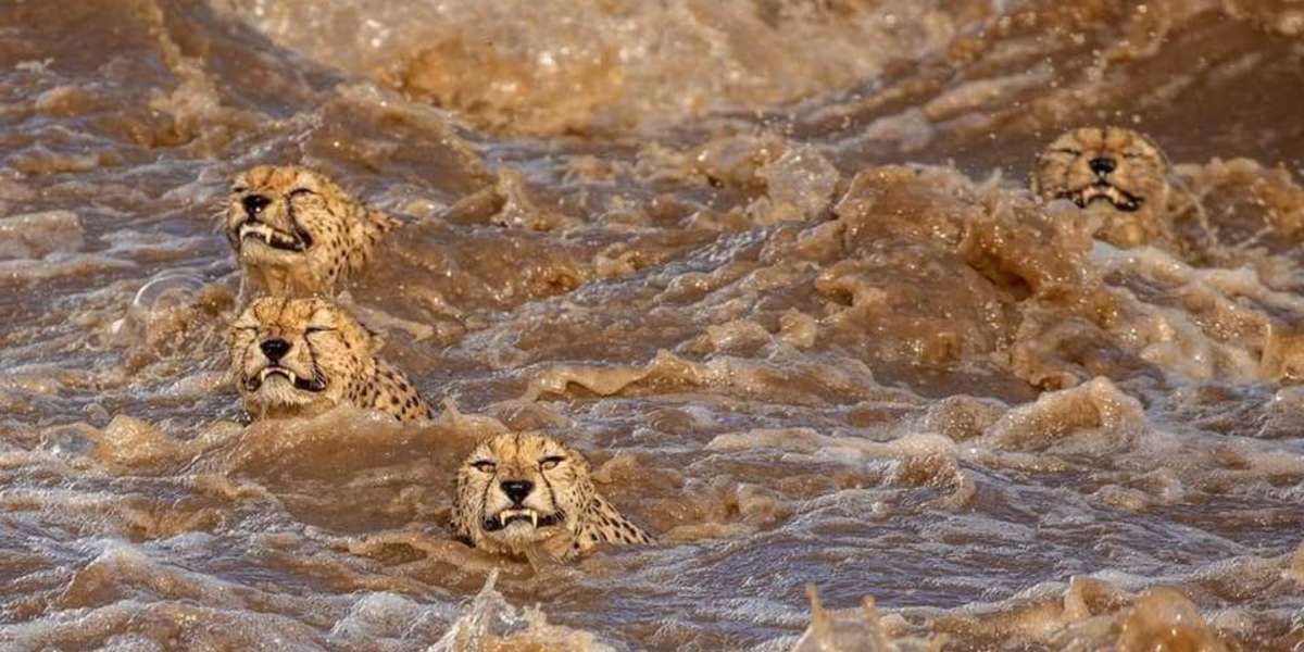 Family Of Cheetahs Cross River Together - The Dodo