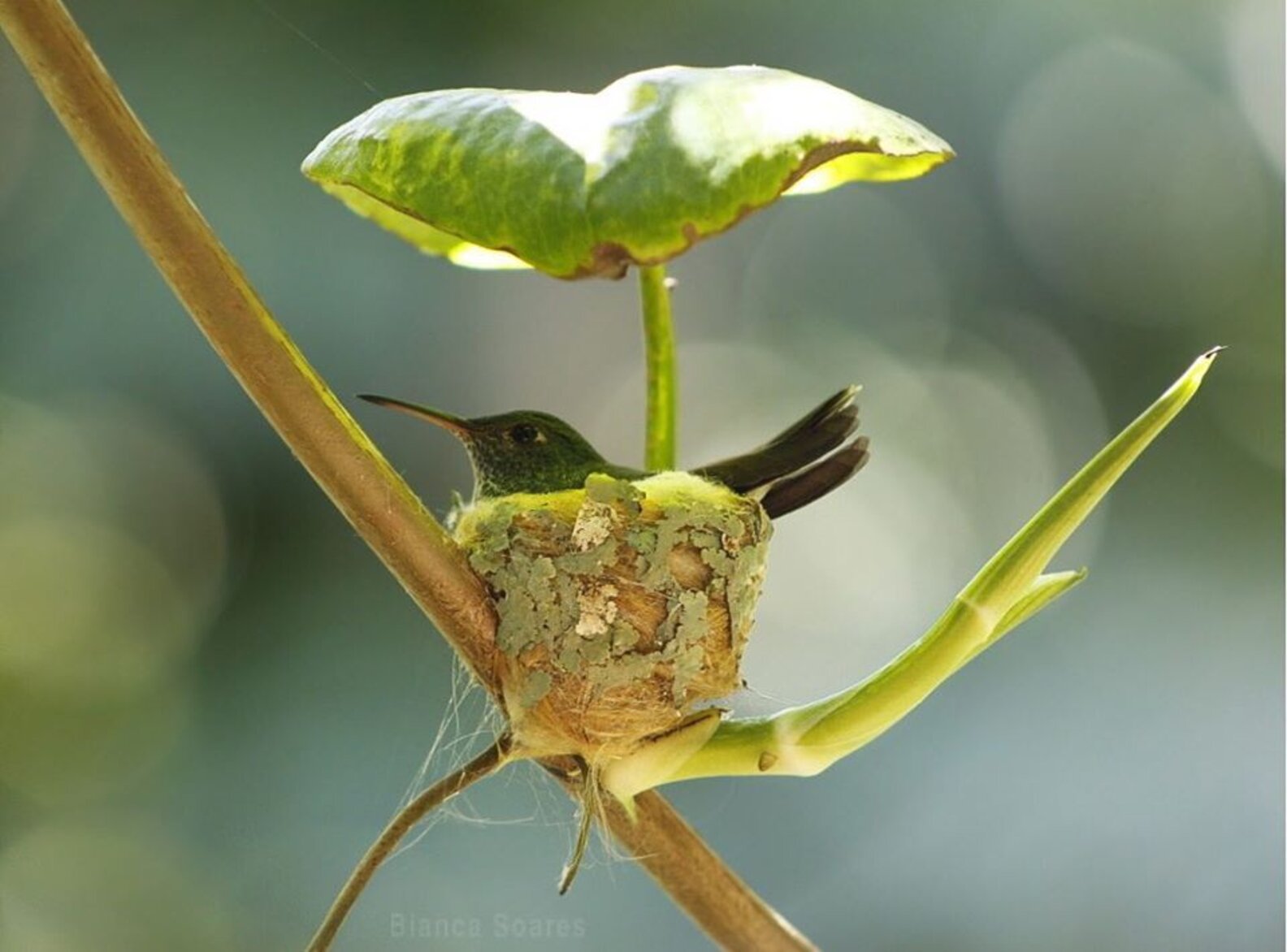 Clever Little Hummingbird Builds A Home With A Roof - The Dodo