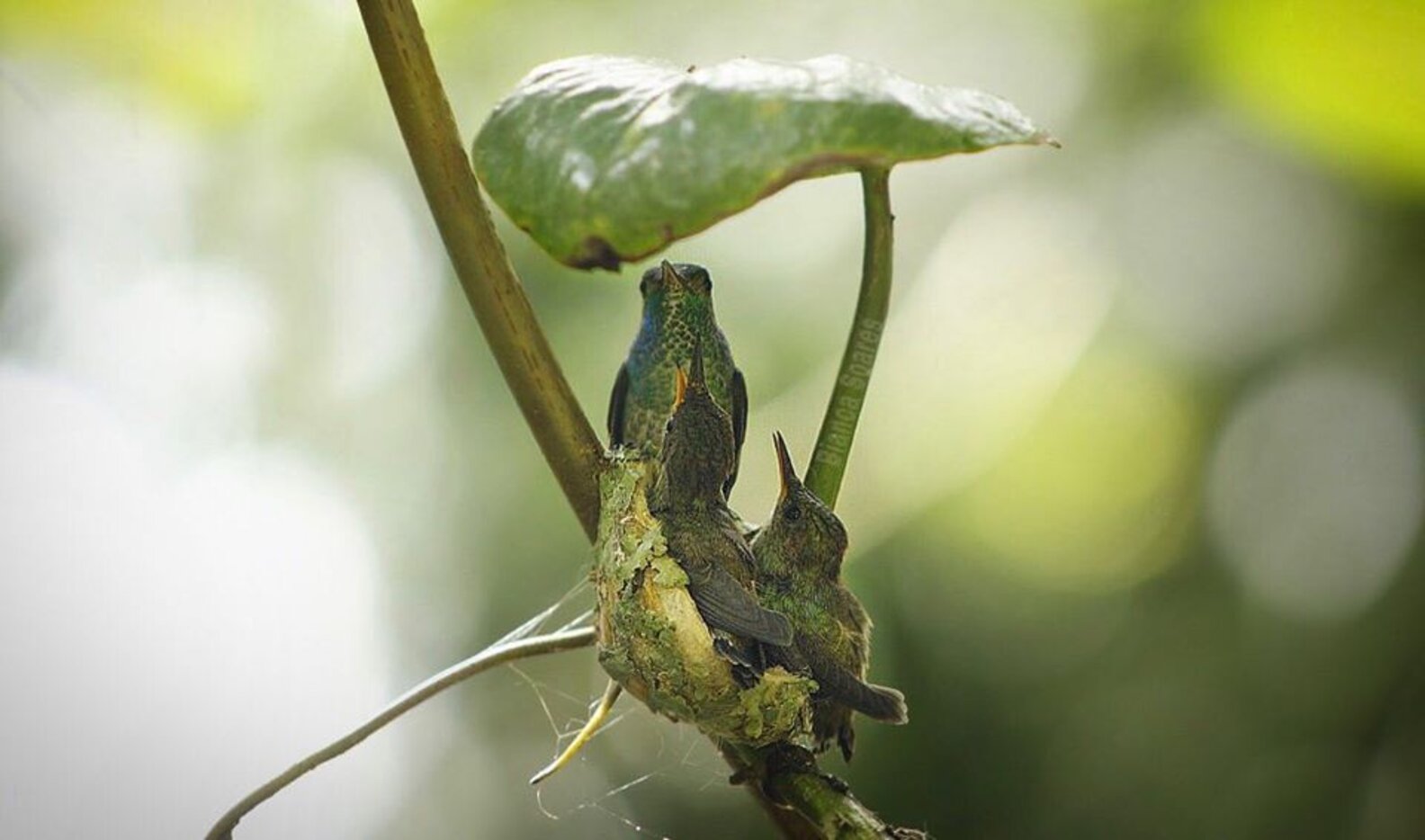 Clever Little Hummingbird Builds A Home With A Roof - The Dodo