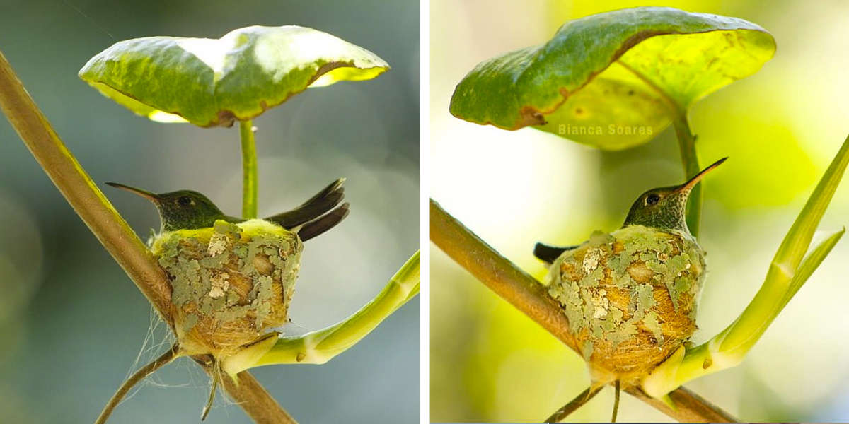 Clever Little Hummingbird Builds A Home With A Roof - The Dodo