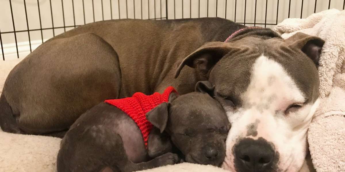 Tiniest Pittie Puppy Heals A Stray Dog's Heart - Videos - The Dodo